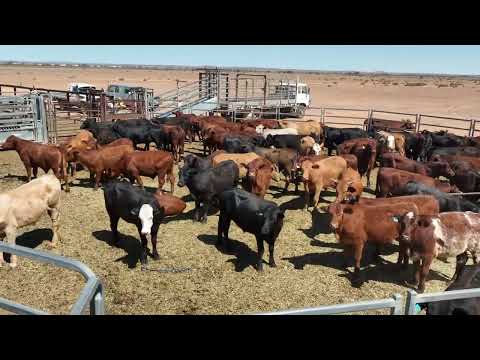 Callanna 2024 Cattle 300kg-350kg