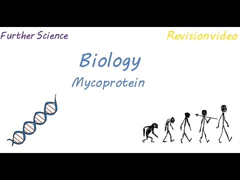 B3: Mycoprotein (Revision)