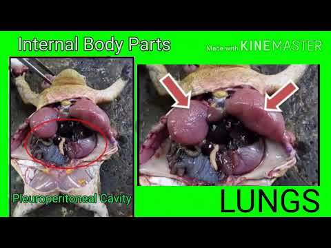 BioTime! "External and Internal Anatomy of the Toad"