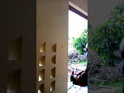 Installation of the transformer 11/6.6 KV ,300KVA in the power house@malt_electrical video 3