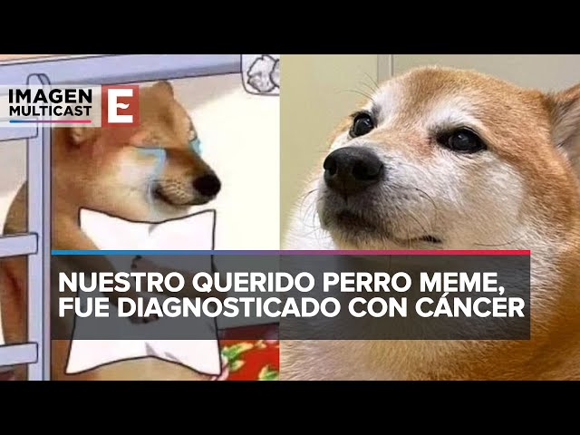 Tragedia en Internet: murió Ballitze, 'Cheems', el perro-meme por ...