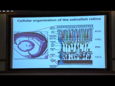Can Adult Stem Cells Regenerate the Damaged Nervous System?