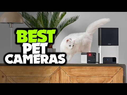 Top 6: Best Pet Cameras For 2022