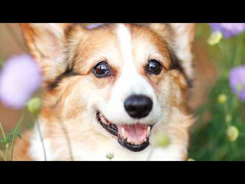 The Smartest Dog Breeds In The World