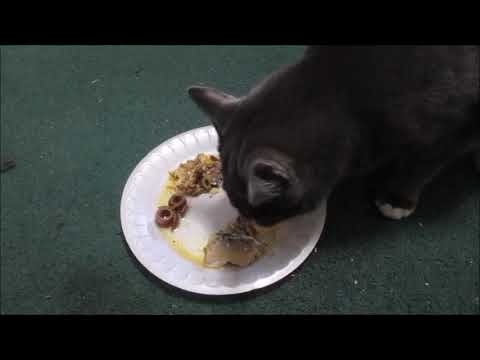 Which Do Cats Prefer Bumblebee Albacore Tuna Anchovies Sardines Mackerel Fish Special Treat Canned