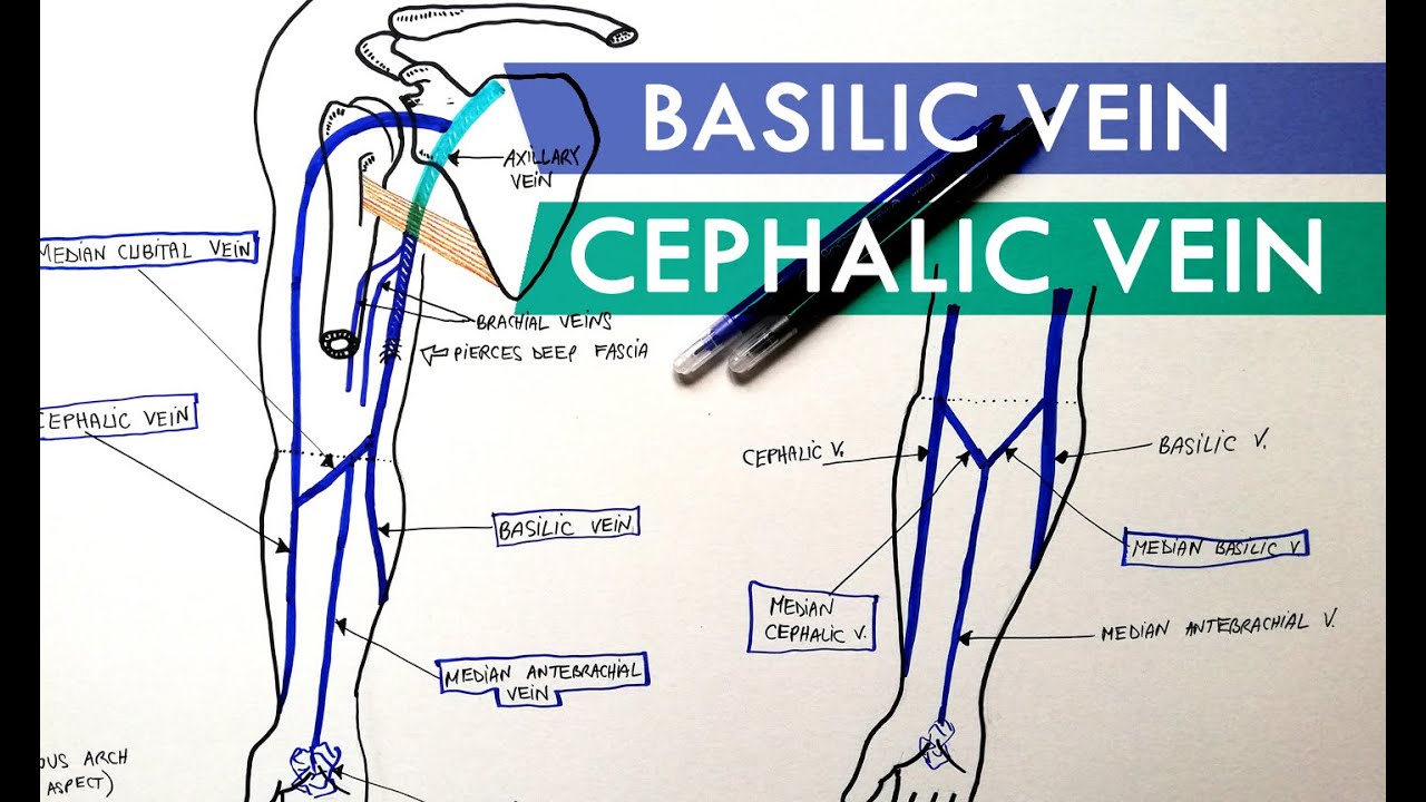 Superficial Veins of Upper Limb - Basilic & Cephalic veins | Anatomy Tutorial