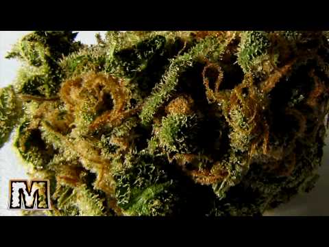 420 Song