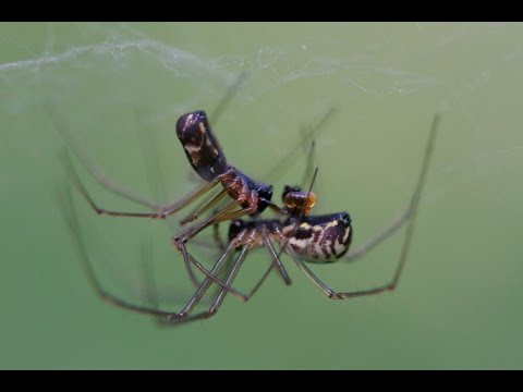 Spider Milk Mystery Solved! – The Naturalist Lens