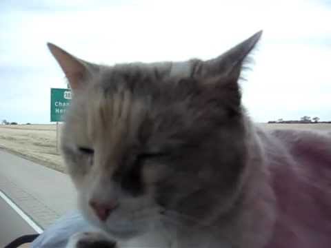 Cat Copilot