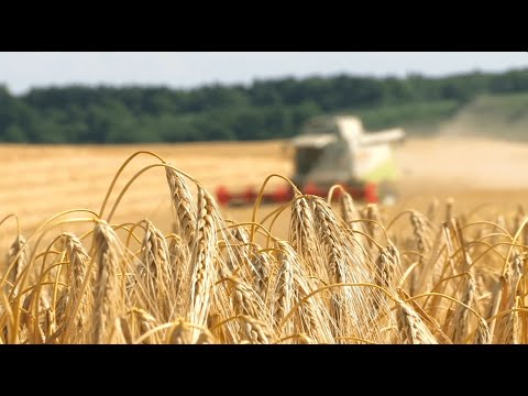 What Is All-Purpose Flour? | Knead to Know Basis | BAKERpedia