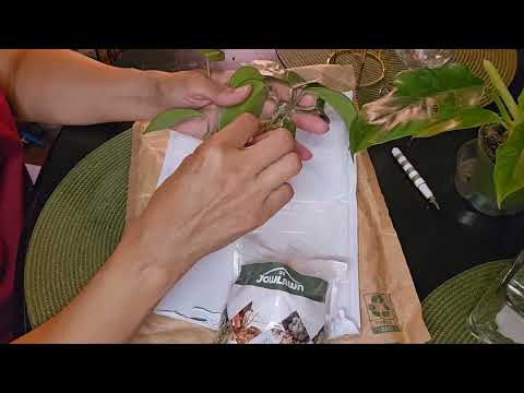 Plant Chores | Review Decorative Rocks #Jowlawn