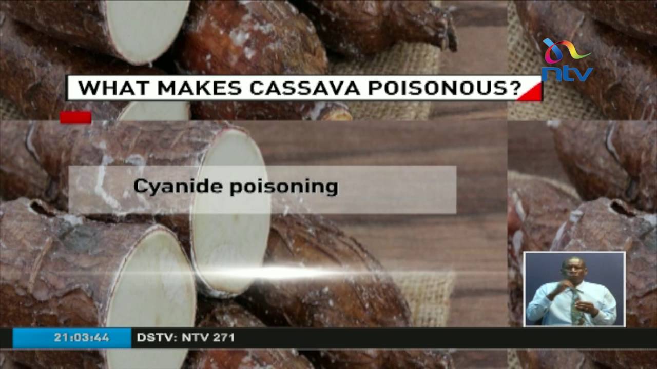What makes cassava poisonous?