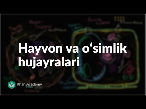 Hayvon va oʻsimlik hujayralarining umumiy koʻrinishi (ta video) | Khan ...