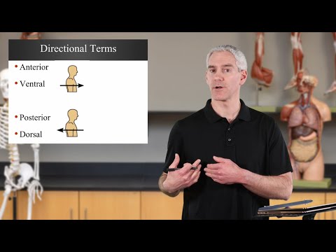 Anatomical Position and Directional Terms (Ch01 - Slides33-38)