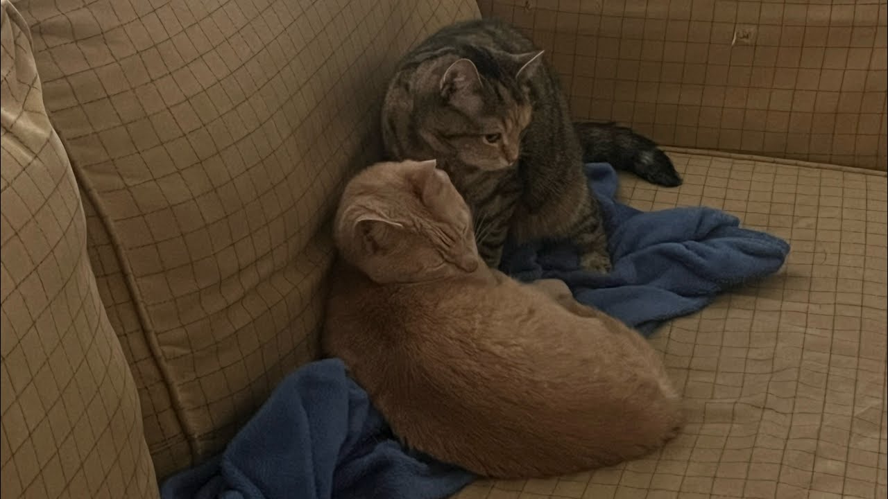 Learn With Me: Amphidromic Points