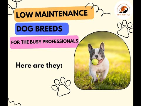 Pets Can Fly - Expert Pet Relocation Worldwide