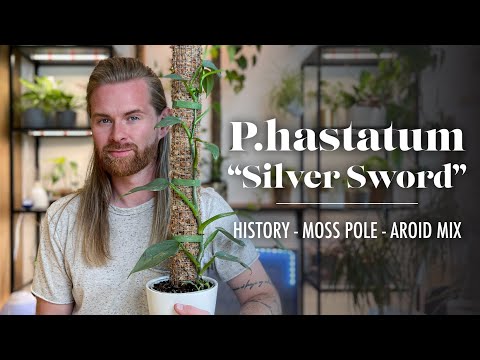 "SILVER SWORD" PHILODENDRON HASTATUM | Interesting facts, moss pole installation, and my aroid mix.
