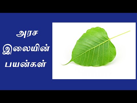 Peepal Leaf uses in Siddha and Ayurvedha | Siddha in Tamil | அரச இலை