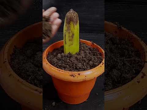 How to grow banana tree from banana fruit for beginners#Shorts