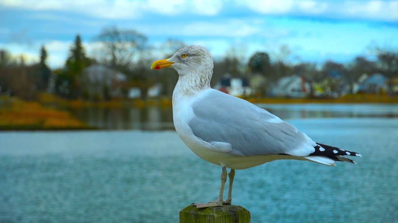 Birding with Brian Fitz | The European Herring Gull