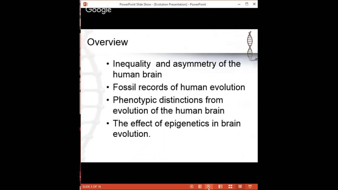 Final Presentation: Evolution of the Human Brain