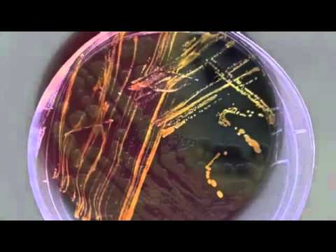 What is Lab Science