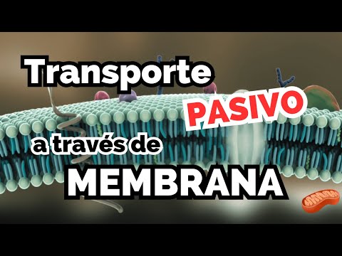Transporte PASIVO a través de membrana 👩🏫 Difusión simple, facilitada, ósmosis