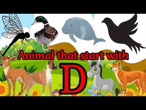 Animal alphabet , alphabet animal, alphabet animals, animal that start with D.