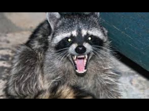 Raccoon banished to the Shadow Realm