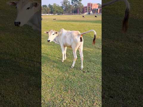 Joke with cow #shorts