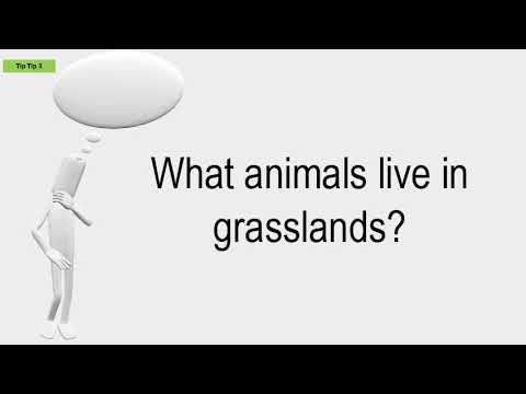What Animals Live In Grasslands?