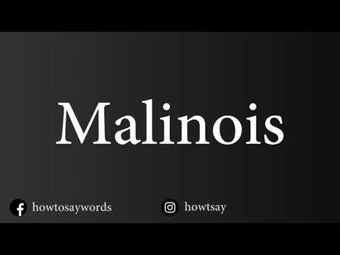 How To Pronounce Malinois