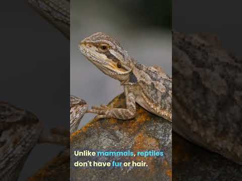 What makes a reptile a reptile?
