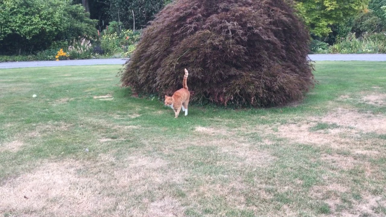 Insane cat does skunk spray!!