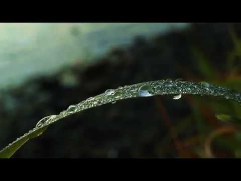 Where Does Dew Come From?
