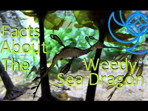 Facts about the Weedy Sea Dragon; Aqua Life Episode 12