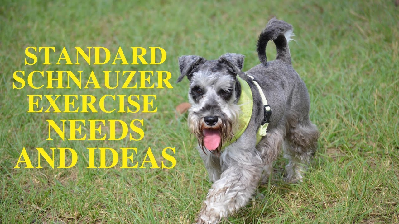 Standard schnauzer exercise [needs and ideas]