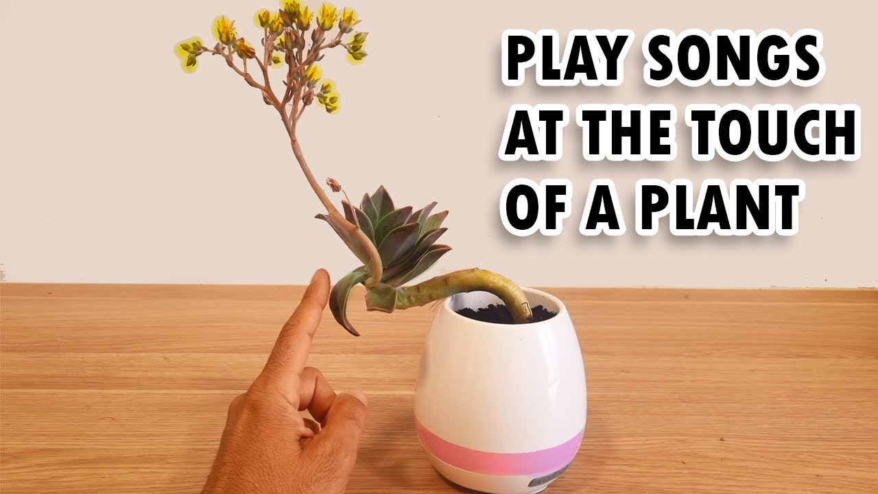 Plant Pot Speaker: Genius Innovation or Just a Gimmick?