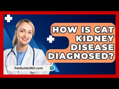 How Is Cat Kidney Disease Diagnosed? - PetGuide360.com
