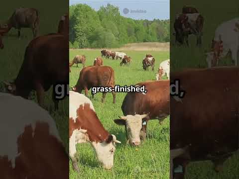 Grass-Fed Beef is NOT What You Think (The Label Lie) ππ #facts