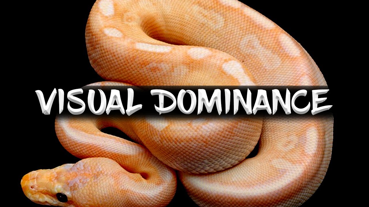 Visually Dominant Genes in Ball Pythons