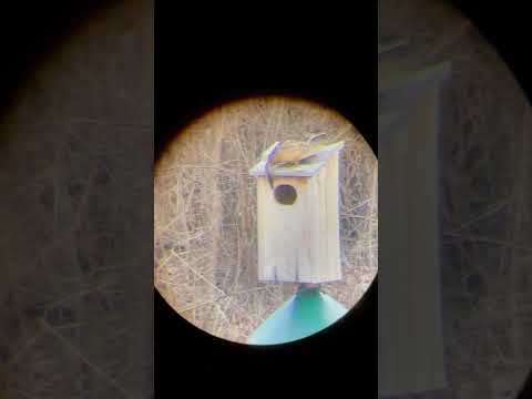 Duck Nesting Box Cams! Watch inside the box!