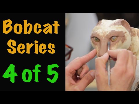 Bobcat Taxidermy Series. Part 4. EYES, FACIAL CLAY WORK. Art of Taxidermy.