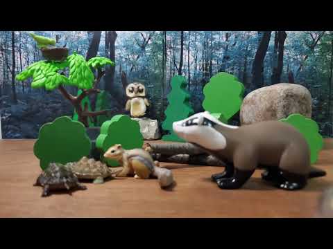 Temperate Forest Ecosystem
