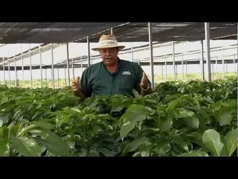 Schefflera Care Instructions.avi