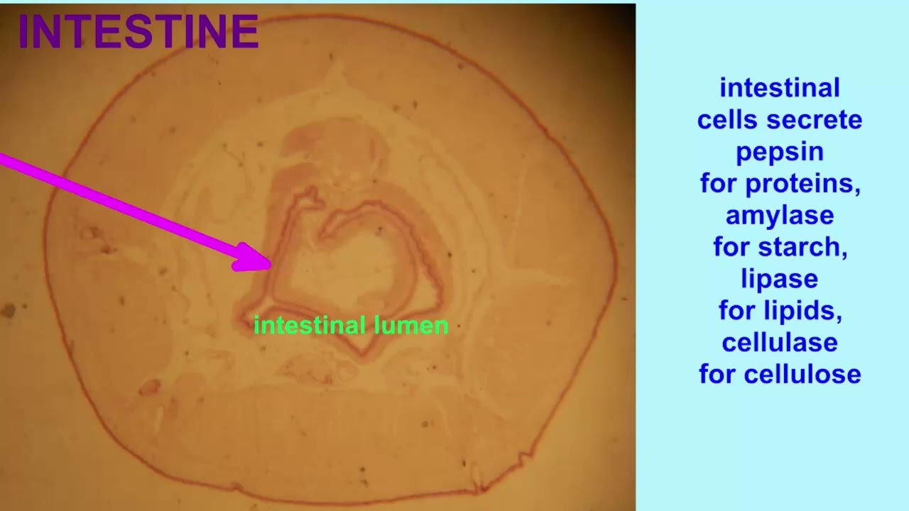 EARTHWORM CROSS SECTION intestine & typhlosole
