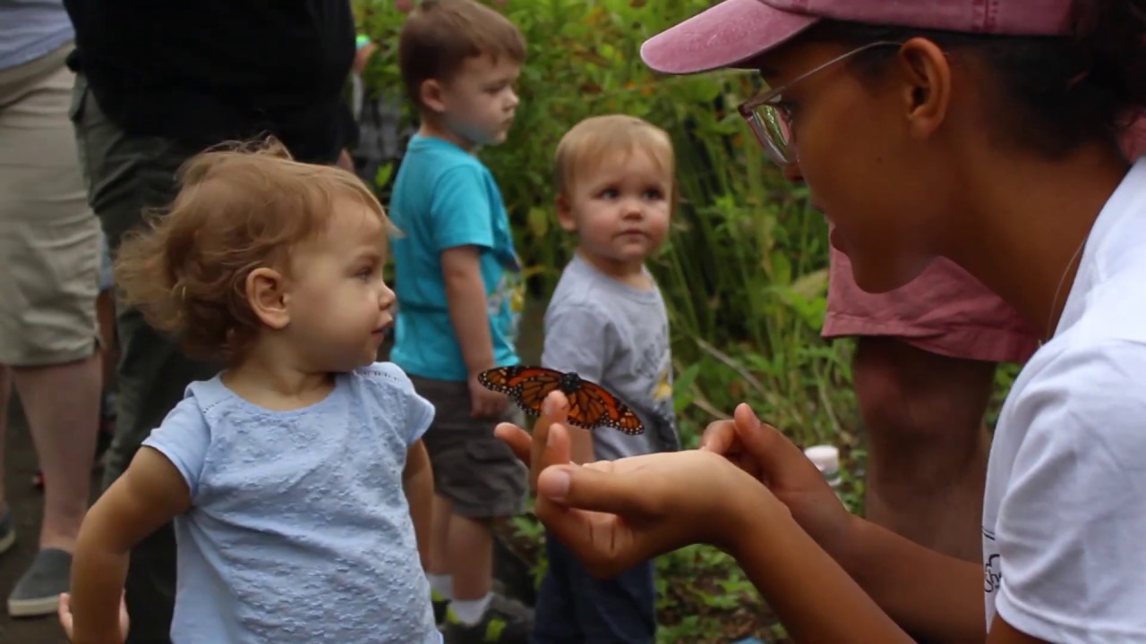 Some Like It Hot — A Guide to Philly Butterflies