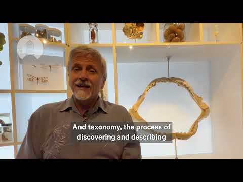 What is "taxonomy"?