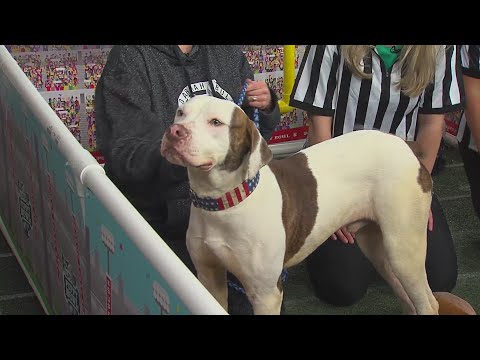 Super Puppy Bowl- Pilgrim