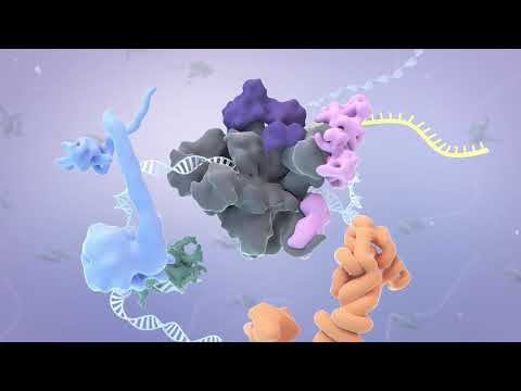 SPT6 functions in transcriptional pause/release via PAF1C recruitment